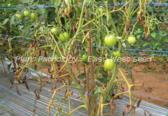 EWS Plant Doctor | Bacterial Wilt