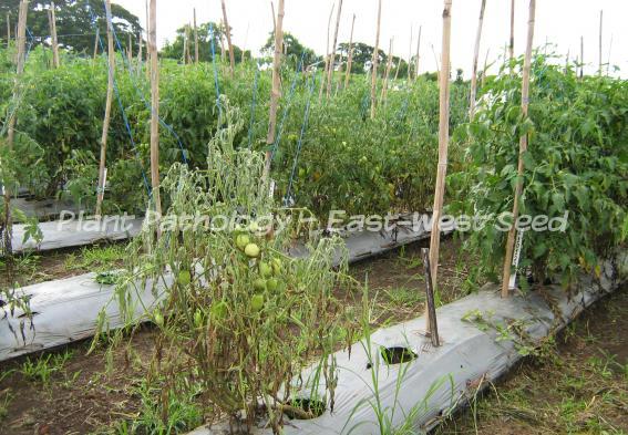 EWS Plant Doctor | Bacterial Wilt
