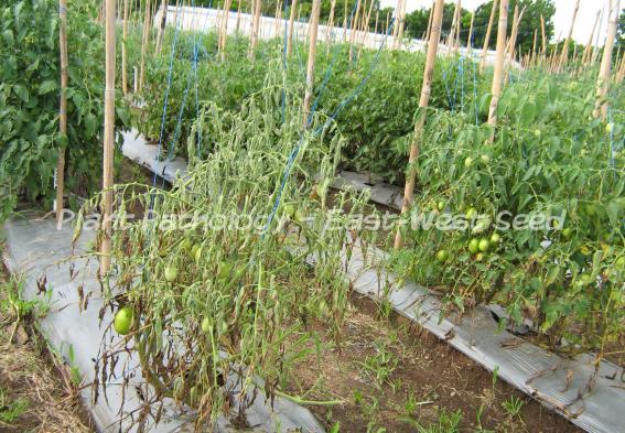 EWS Plant Doctor | Bacterial Wilt