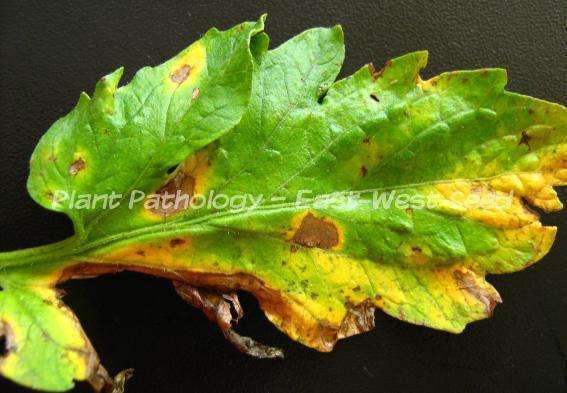 EWS Plant Doctor | Target Spot