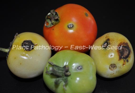 EWS Plant Doctor | Target Spot