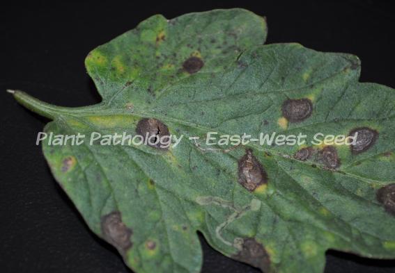 EWS Plant Doctor | Target Spot
